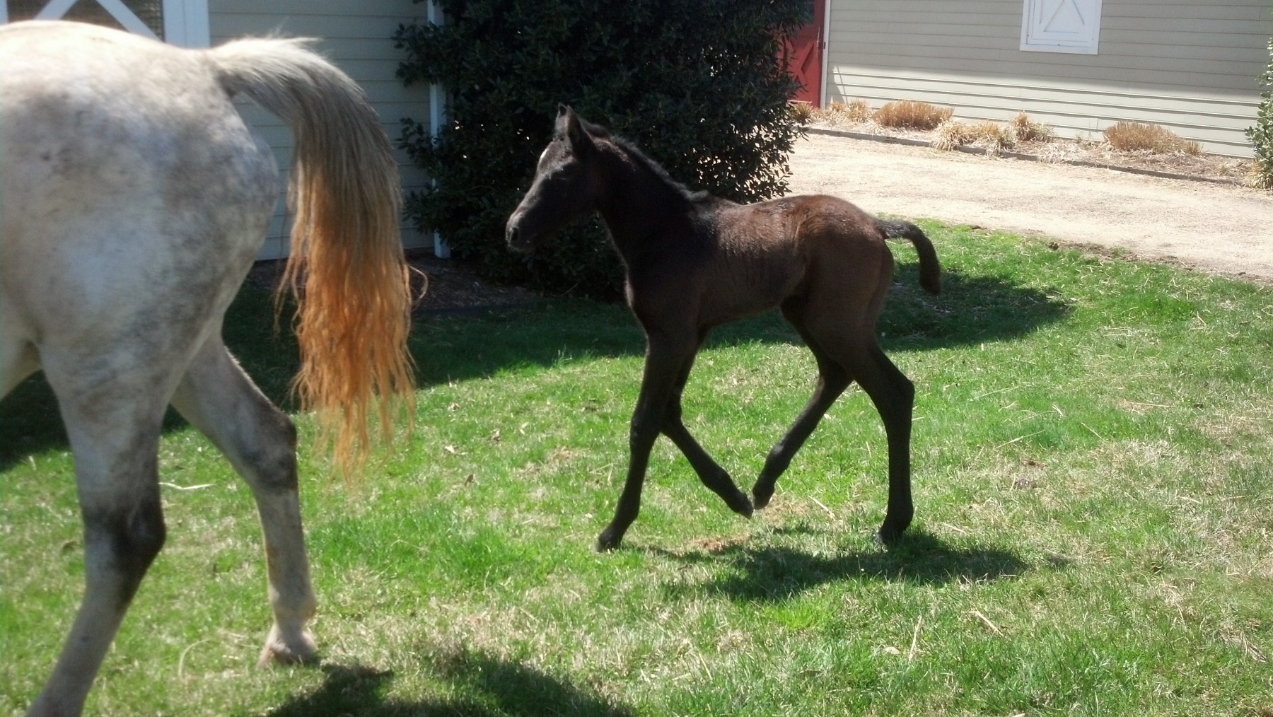 New 2014 Foals of Hyperion - Hyperion Stud