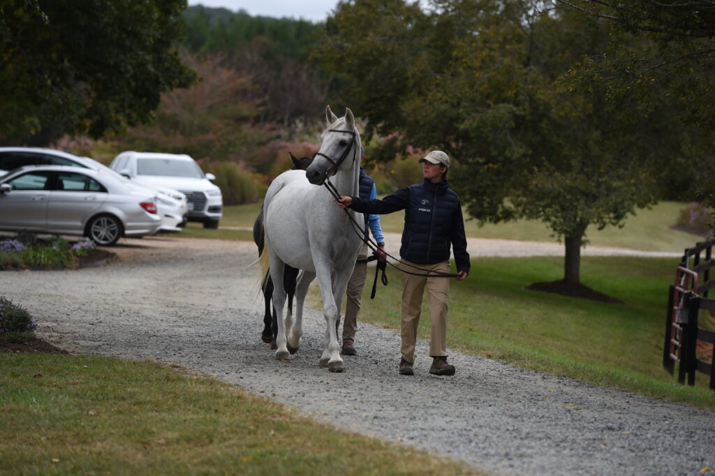Our Broodmares - Hyperion Stud