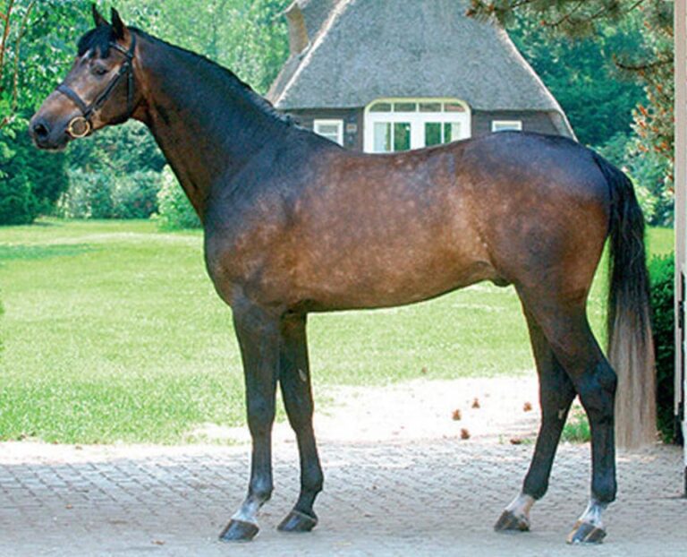 Reference Sires - Hyperion Stud
