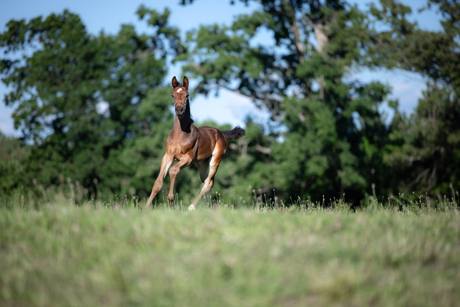 Global Operations - Hyperion Stud