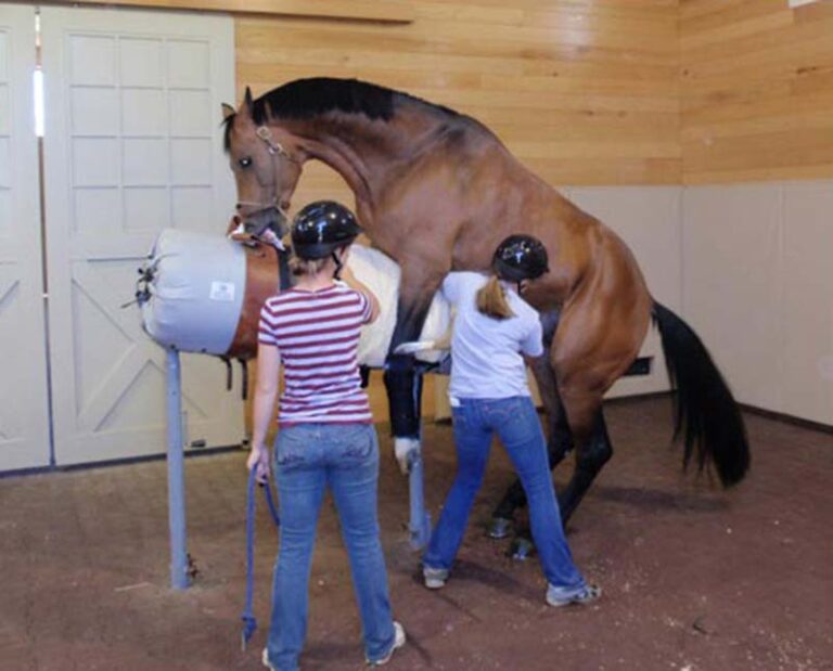 Stallion Station - Hyperion Stud