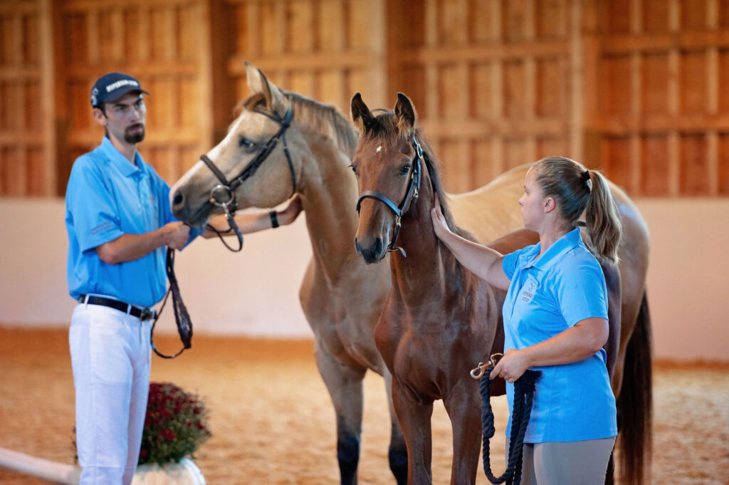 Cool Lux HS I – Hyperion Stud