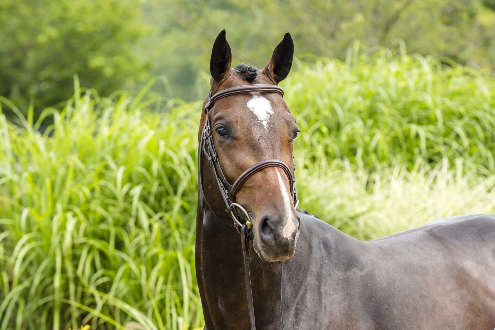 California Riding Magazine: Hyperion Stud Global Equine Experience - Hyperion Stud